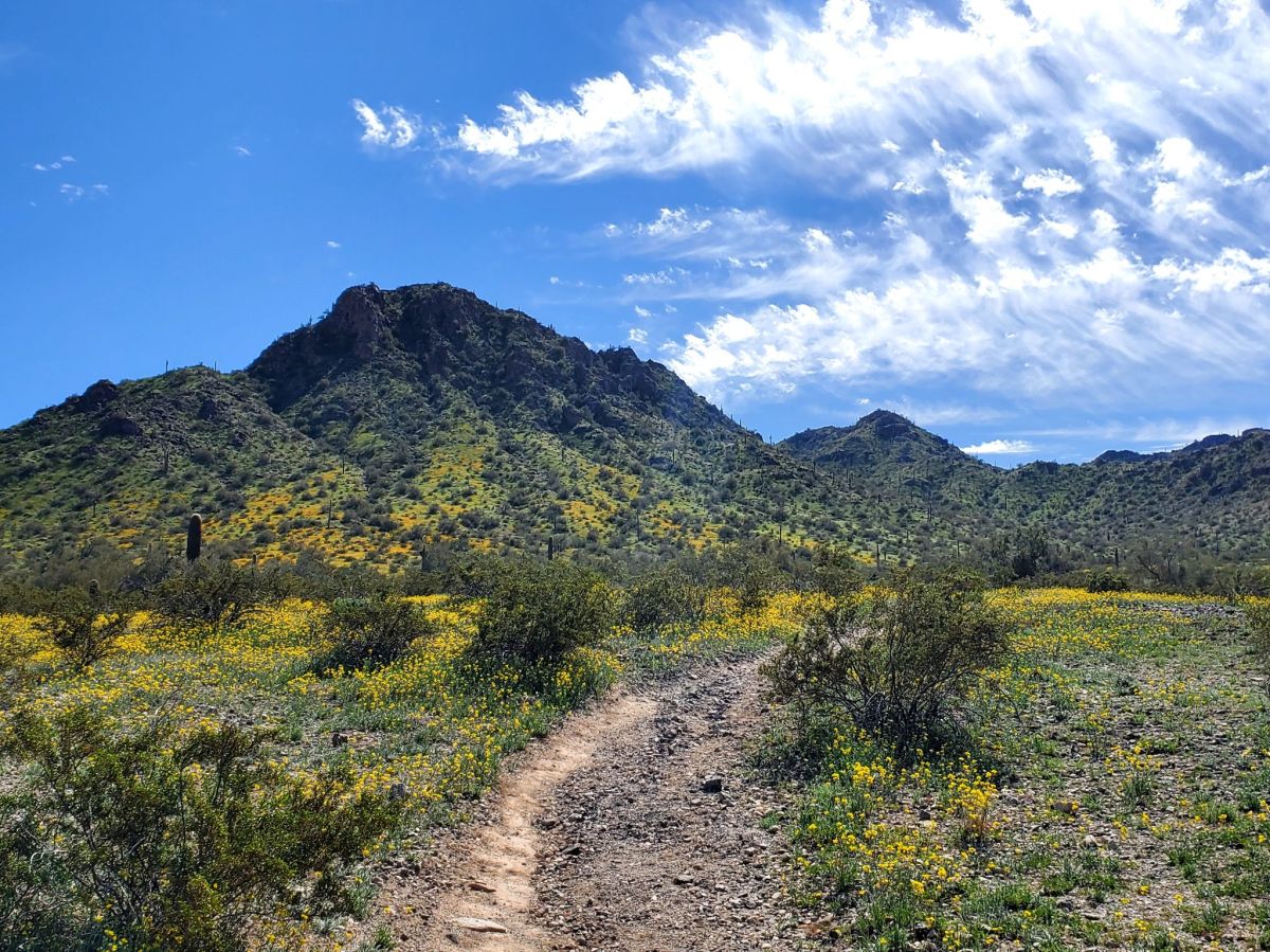 See Spring Wildflowers In Arizona At This Park Near Goodyear