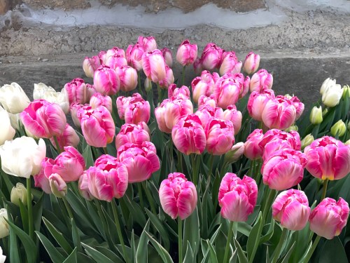 Hancock, New Hampshire's TulipFête Will Complete Your Spring