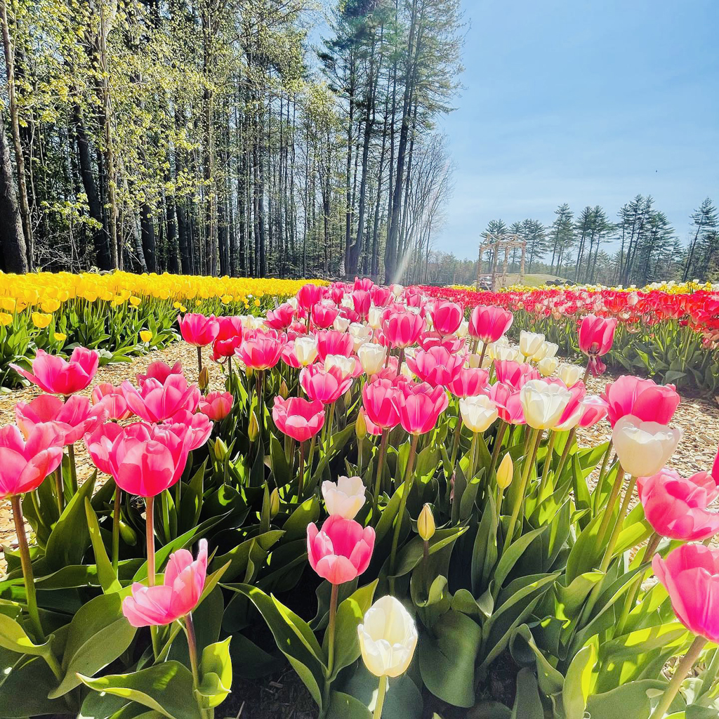 A Trip To New Hampshire’s Neverending Tulip Field Will Make Your Spring Complete