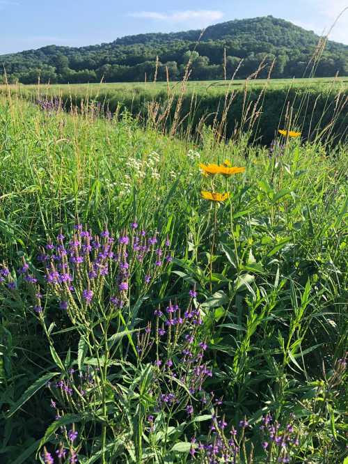 Wildflowers In Wisconsin: Kickapoo Valley Reserve Near LaFarge