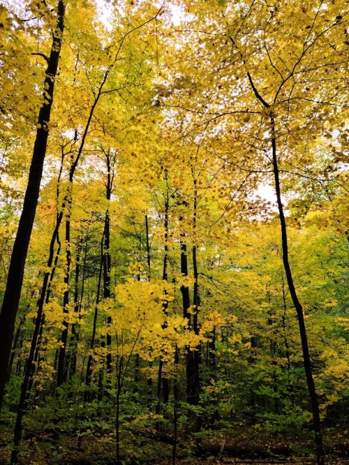 Few People Know About This Old-Growth Forest In Ohio