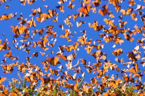 Are There Monarch Butterflies In Connecticut?
