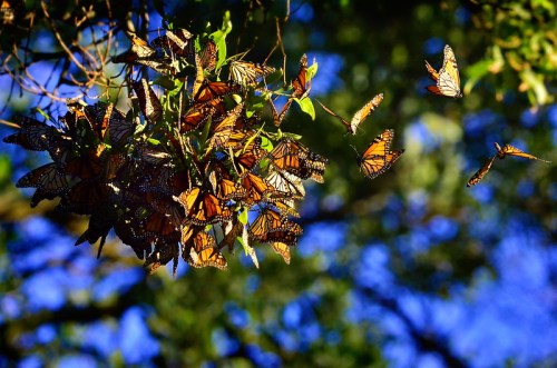 Are There Monarch Butterflies In Connecticut?