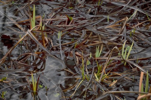 Cedar Bog Nature Preserve: An Incredible Natural Wonder In Ohio