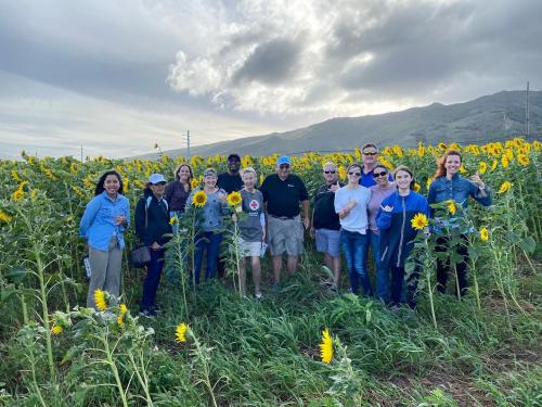 This Cheerful Sunflower Farm On Maui, Hawaii, Has A Purpose