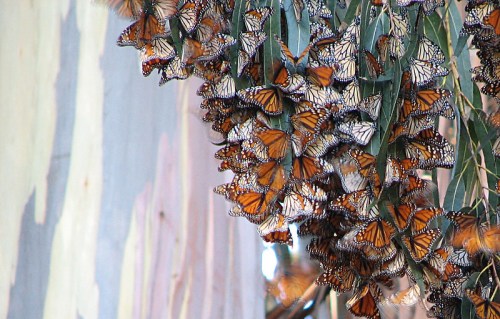 Are There Monarch Butterflies In Connecticut?