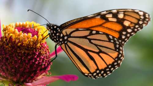 Are There Monarch Butterflies In Connecticut?