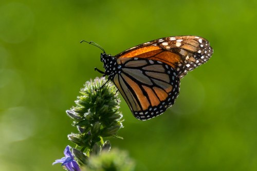 Are There Monarch Butterflies In Connecticut?