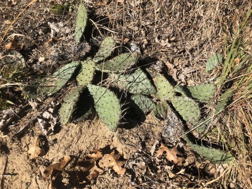 Spring Green Preserve Has Cactus Growing In Wisconsin