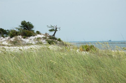 Discover Sand Dunes: Dauphin Island, Alabama