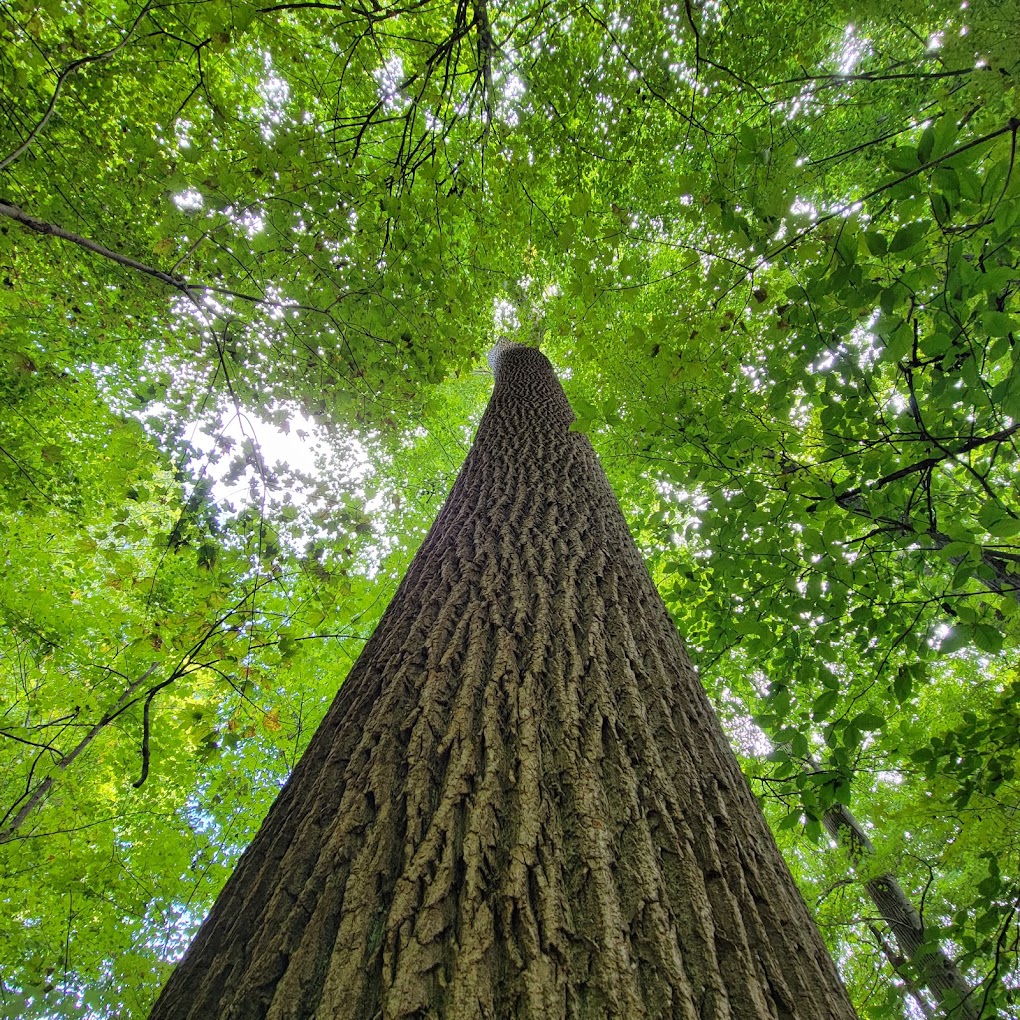 There’s No Other Natural Landmark In Indiana Quite Like This 150+ Year ...