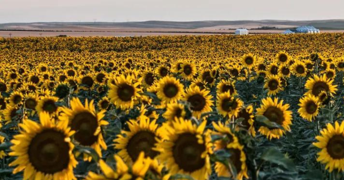 14 Quirky Facts About South Dakota That Sound Made Up, But Are 100% ...