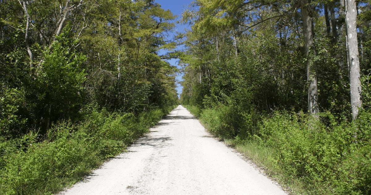 Loop Road Scenic Drive: A Journey Though The Florida Everglades