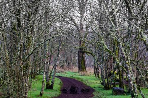 Fort Steilacoom Park: Admission-Free Park In Washington