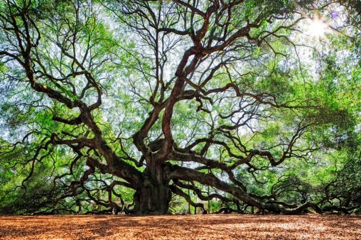 Visit The Stunning Angel Oak Tree In South Carolina