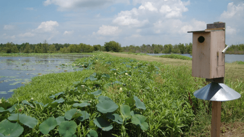 Visit The Red Slough WMA In Oklahoma Near Haworth