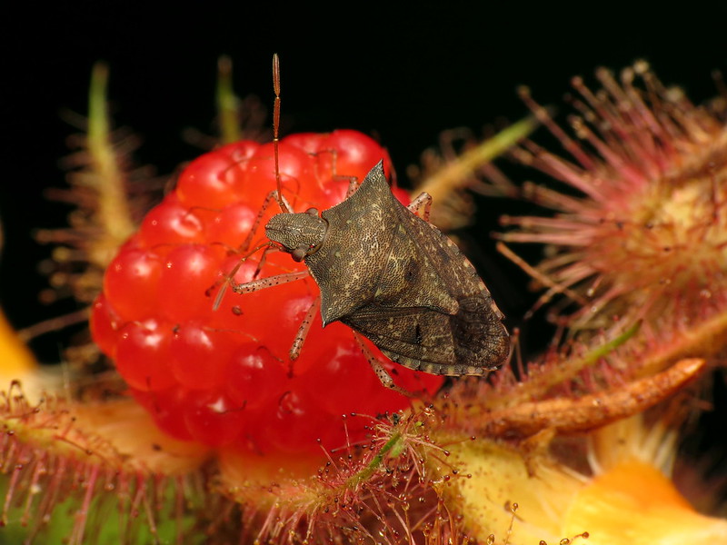 Washington State Is Facing A Major Stink Bug Surge