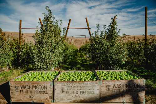 You'll Love These 15 Classic Washington Foods