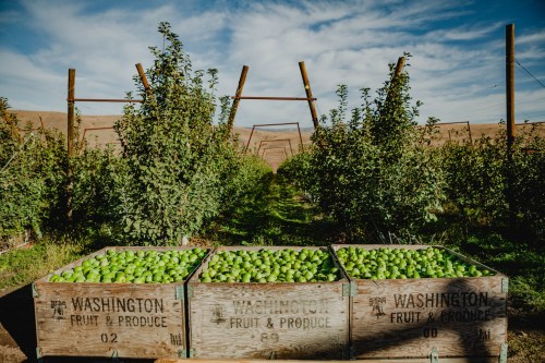 You'll Love These 15 Classic Washington Foods