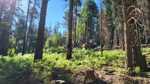 Baker Butte Fire Lookout Tower: Best Hike Near Payson, Arizona