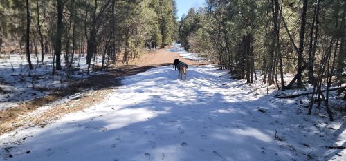 Baker Butte Fire Lookout Tower: Best Hike Near Payson, Arizona