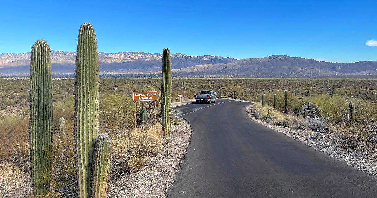 This Scenic Drive Runs Straight Through Arizona’s Saguaro National Park ...