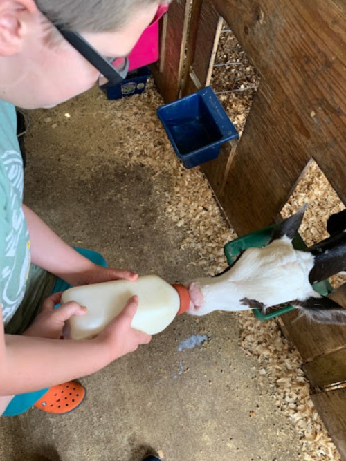 Blue Ribbon Dairy Is A Fun Dairy Farm In Alabama