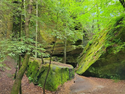 Dismals Canyon In Alabama Is Home To Rare Glowworms