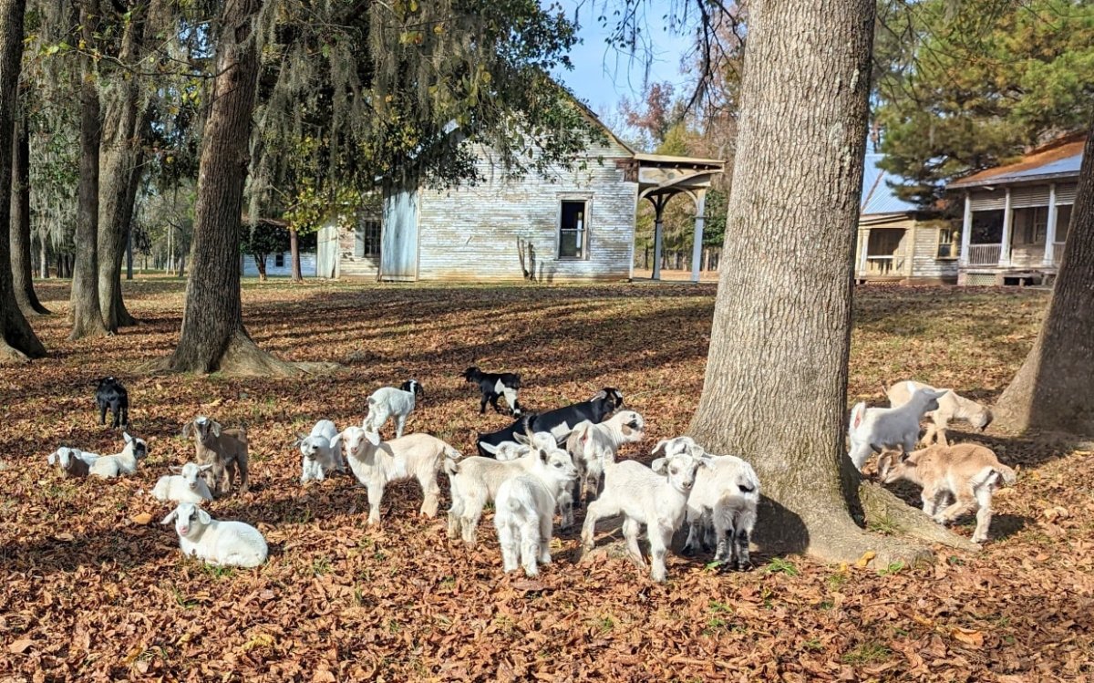 Visit Goats At Jackson Lake Island In Millbrook, Alabama