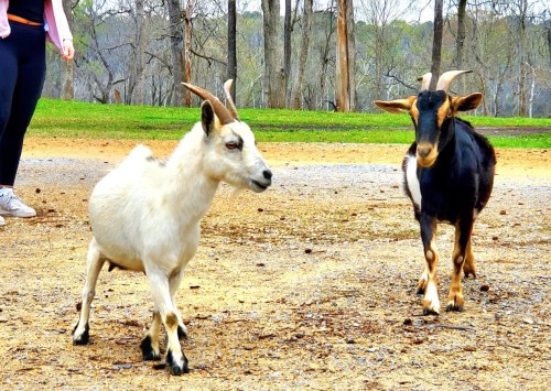 Visit Goats At Jackson Lake Island In Millbrook, Alabama