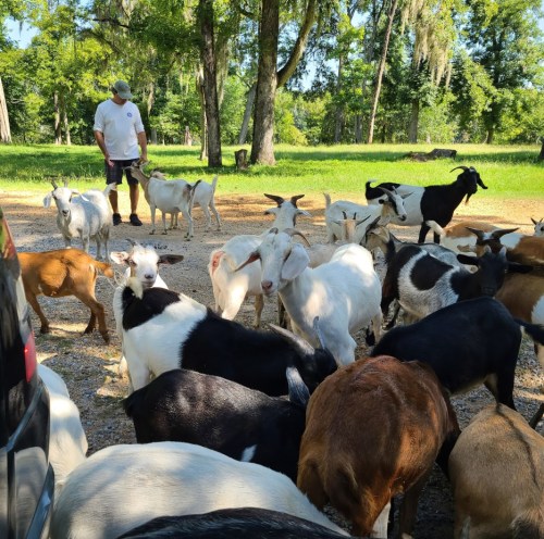Visit Goats At Jackson Lake Island In Millbrook, Alabama