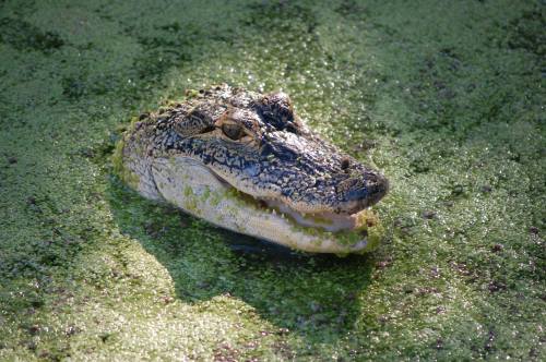 Visit The Red Slough WMA In Oklahoma Near Haworth