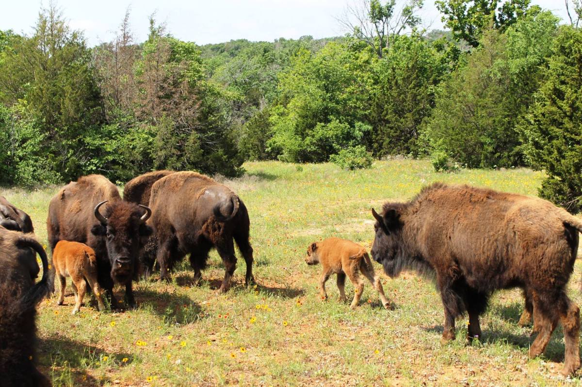 New Bison Herd Coming To CRNA In Sulphur, Oklahoma