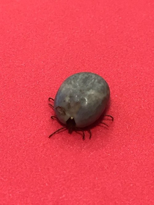 Asian Longhorned Tick In South Carolina: Be On The Lookout