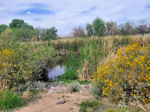 Wetlands In Phoenix, Arizona: Tres Rios Wetlands