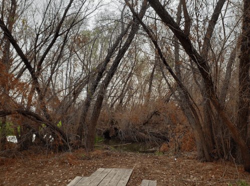 Wetlands In Phoenix, Arizona: Tres Rios Wetlands