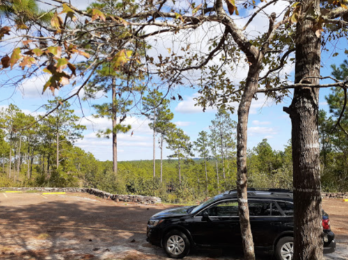 Scenic Drives In Louisiana: Longleaf Trail Scenic Byway