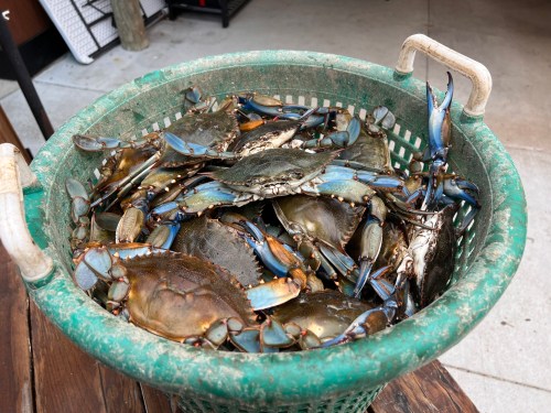 Enjoy Chesapeake Bay Crabs At Wicker's Crab Pot In Virginia