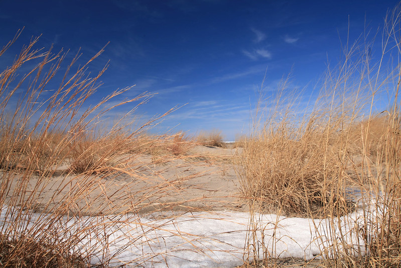 The Sand Dunes In Ohio Is A Hidden Natural Wonder