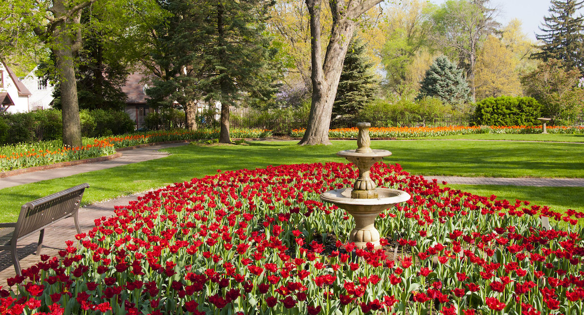 Tulip Time In Pella, Iowa Will Have Nearly 300,000 Bulbs In Bloom This ...