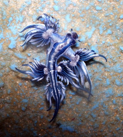 Blue Dragon Sea Slugs Washing Up On Beaches In Texas