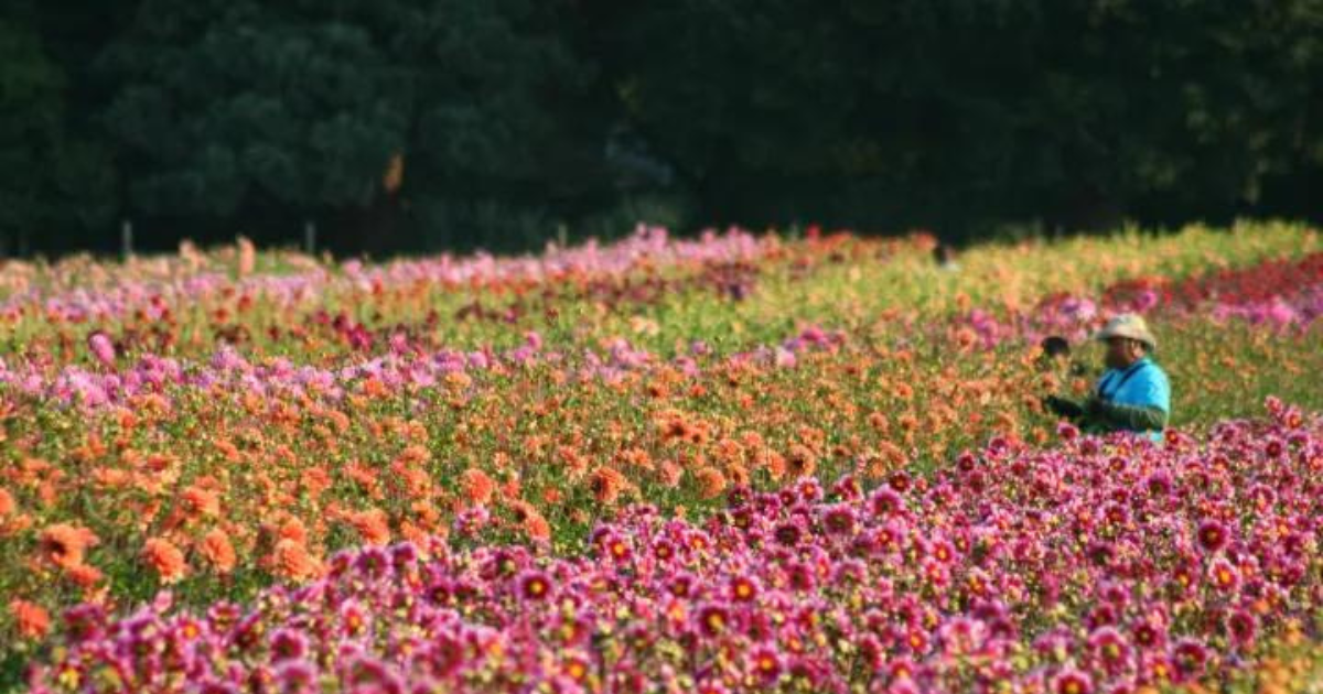 A Colorful Flower Farm, Swan Island Dahlias In Oregon Is Like Something ...