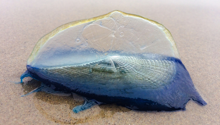 Thousands Of Mysterious Blue Creatures Have Washed Up On The Shores Of ...