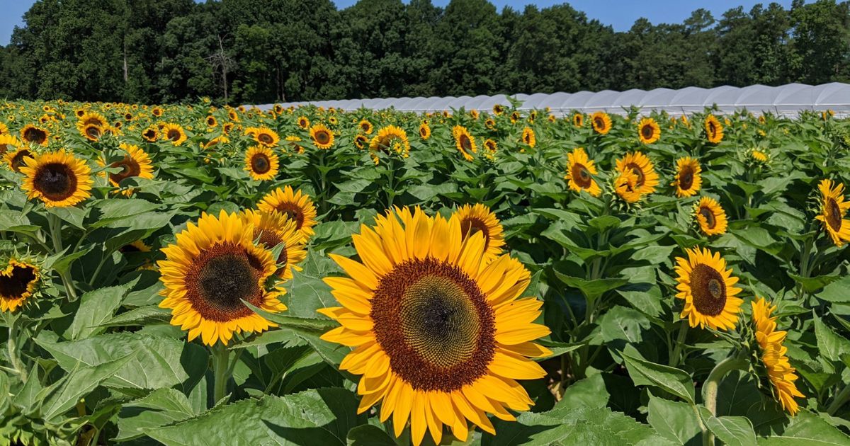 Pick Your Own Flowers In Delaware At This Dreamy Farm