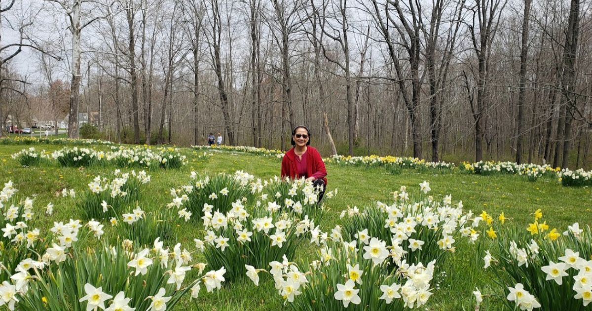 Enjoy The Most Colorful Spring Festival In Connecticut At The Daffodil ...