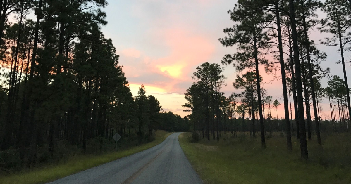 Scenic Drives In Louisiana: Longleaf Trail Scenic Byway