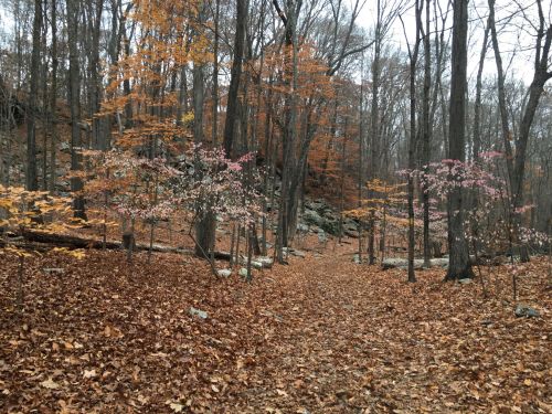 Mianus River Park: An Underrated Park In Stamford, CT