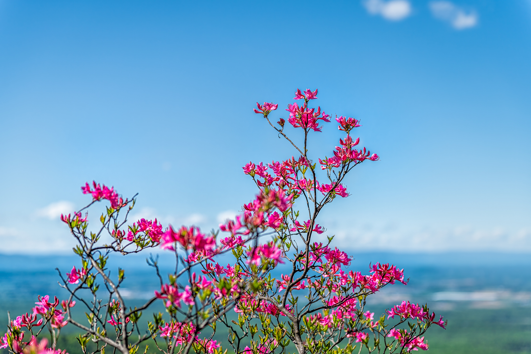 Celebrate Virginia Spring Wildflowers At Shenandoah National Park’s ...