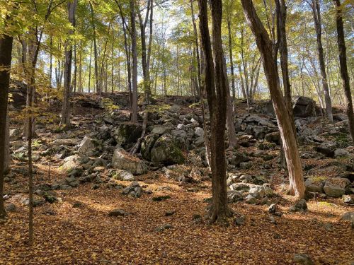 Mianus River Park: An Underrated Park In Stamford, CT