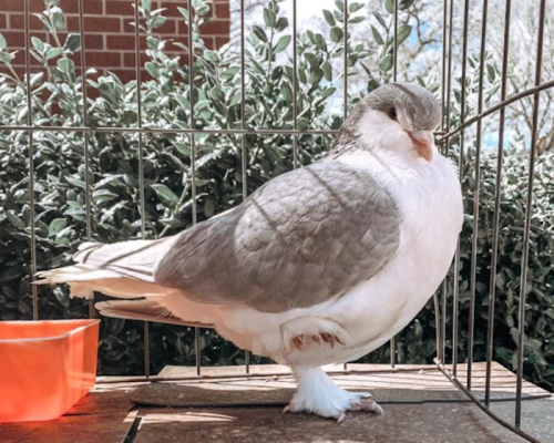 Quirky Places To Visit In Oklahoma City: American Pigeon Museum